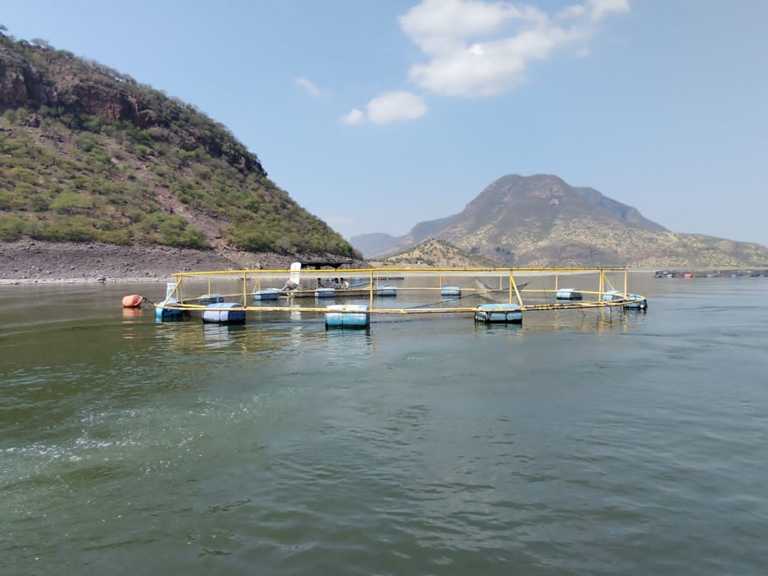 COMPESCA | Siembra Compesca 200 mil crías de tilapia en la presa “El ...